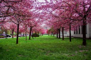 8 Surprising Spiritual Meanings of Trees (Revealed) - Everyday ...