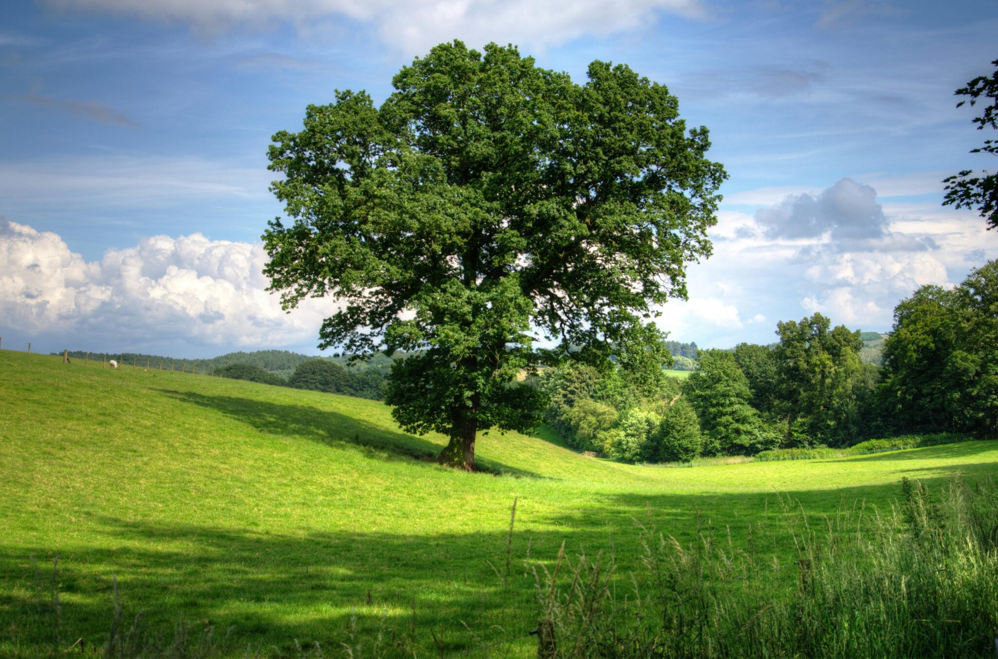 8 Surprising Spiritual Meanings of Trees (Revealed) - Everyday ...