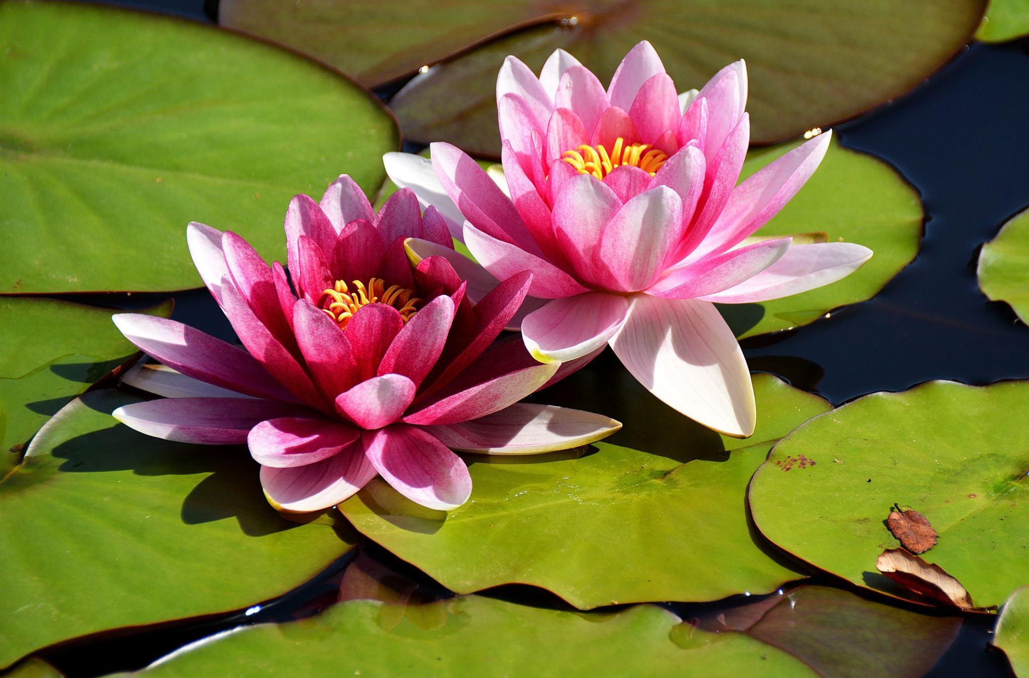 5 Reasons The Lotus Is The Most Sacred Flower in Hinduism And Buddhism ...